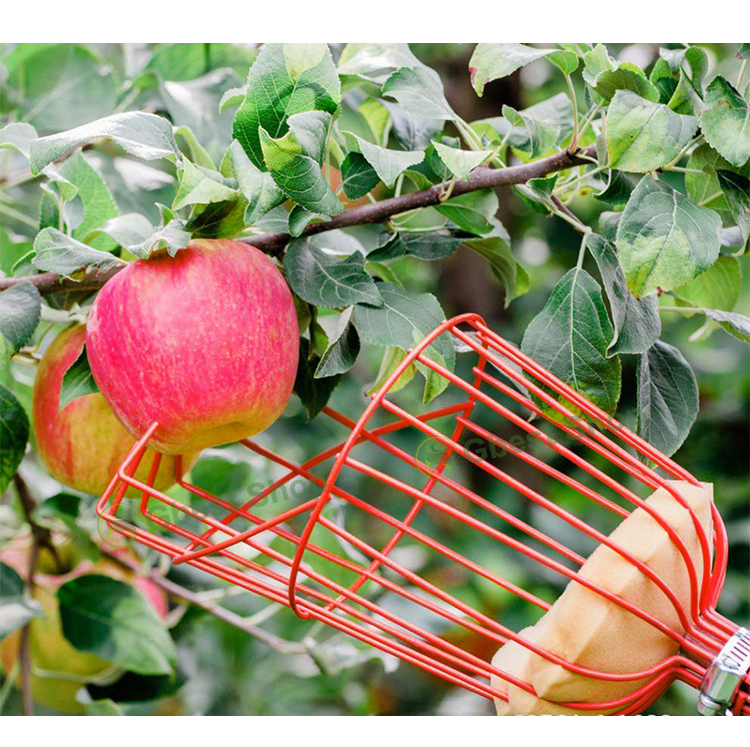 Fruit Picker net Basket plucking mango papaya plucker catcher Garden ...