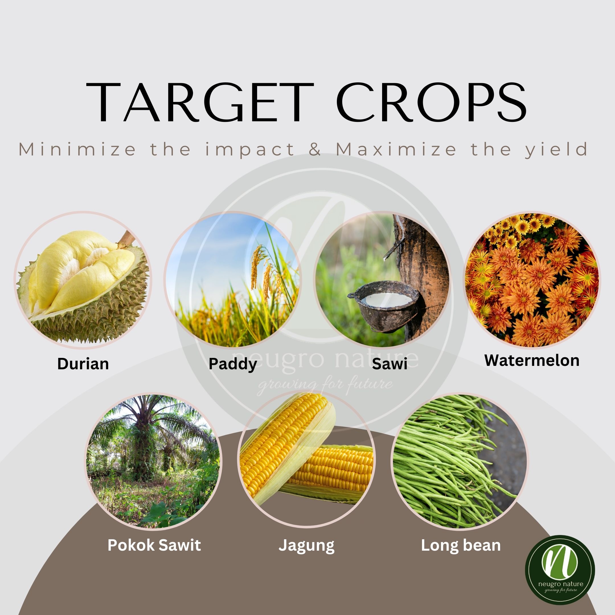 Syngenta ANVIL (1L) Hexaconazole 4.8% - Racun Kulat Hawar Daun/ Putih ...