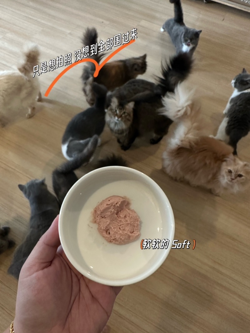 ZESTY Mousse Cat Complete & Balanced Food Wet Food Kitten Adult Cat All ...