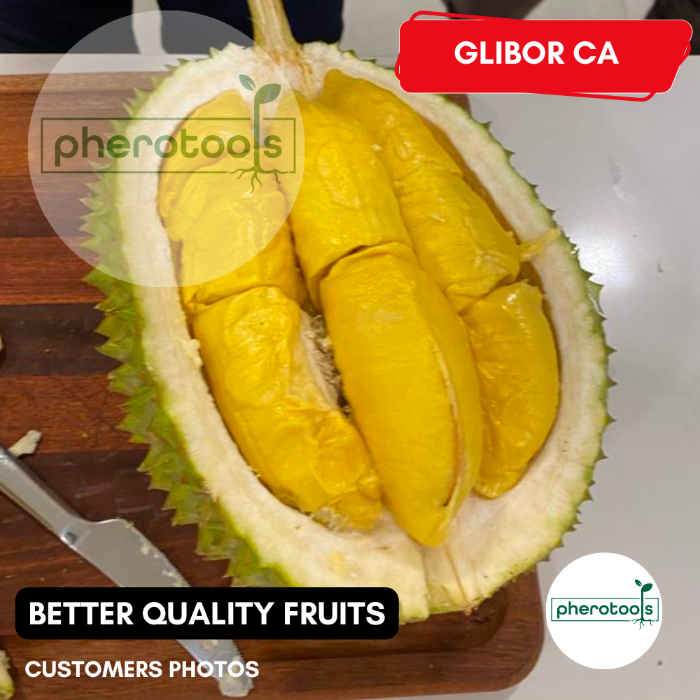 GLIBOR Ca 钙 硼 (Calcium Boron High Strength) Fertilizer Baja Foliar (1L ...