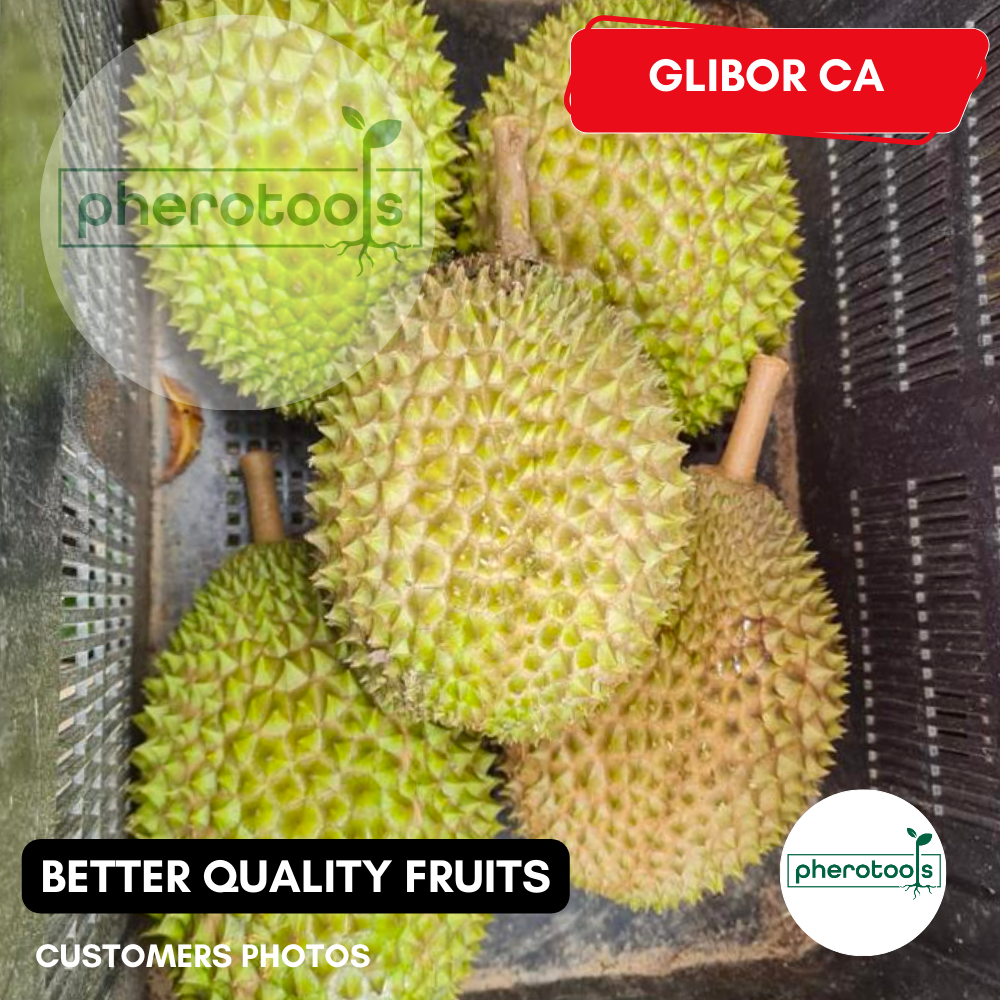 GLIBOR Ca 钙 硼 (Calcium Boron High Strength) Fertilizer Baja Foliar (1L ...