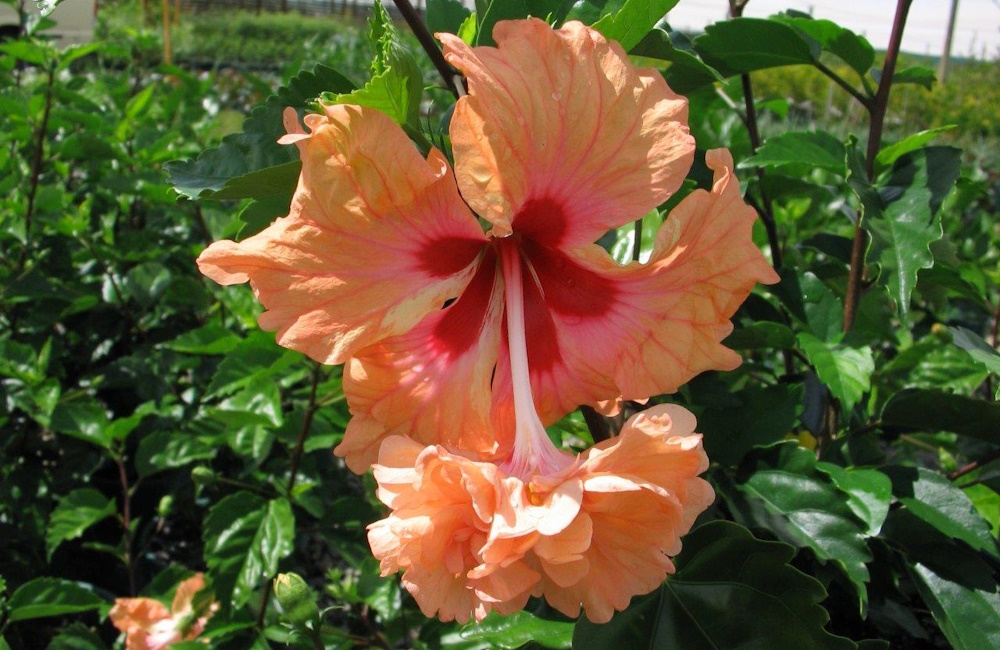 Anak Pokok Bunga Raya El Capitolio Hibiscus | Shopee Malaysia