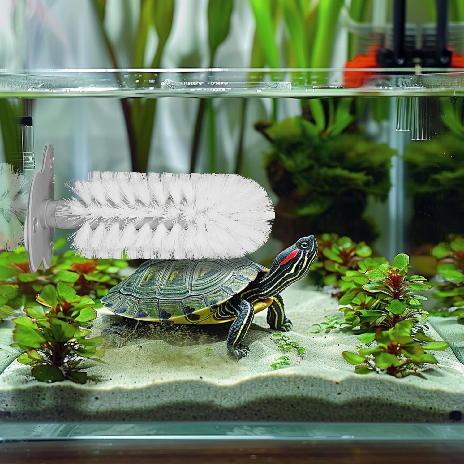 Turtle Back Shell Cleaning Brush Nylon Turtle Shell Care 乌龟背壳刷子 ...