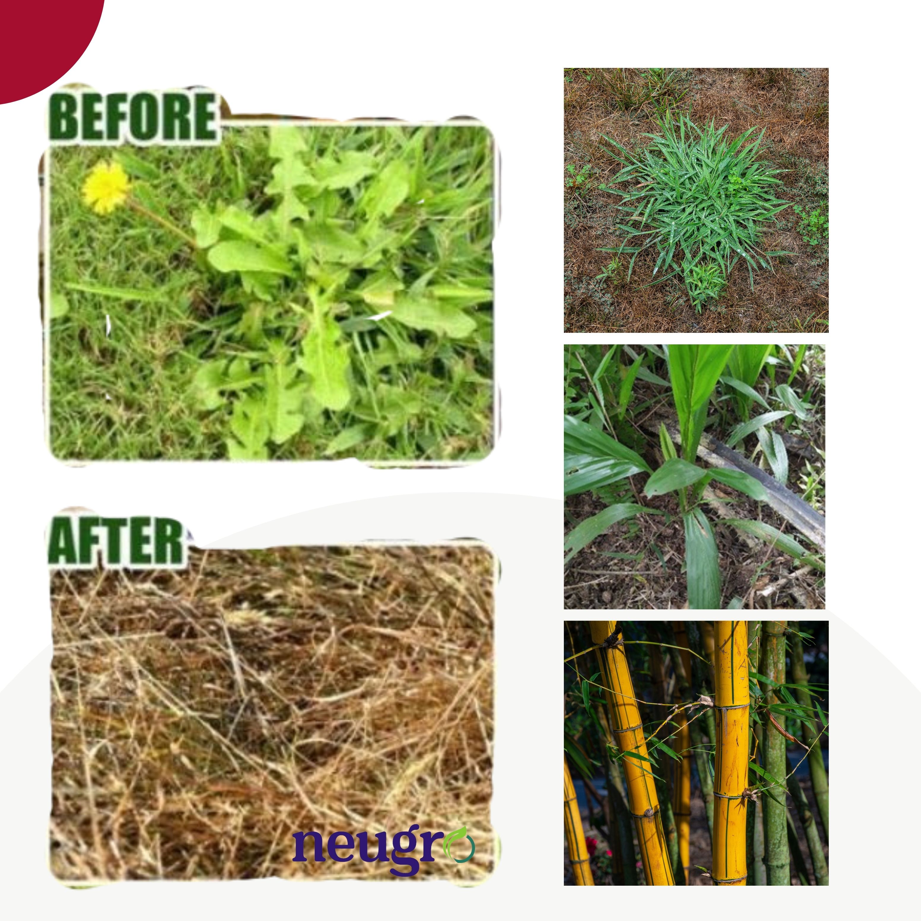 Racun Rumput Mati Akar Racun Rumpai Weed Killer/Racun Rumput Berkesan ...