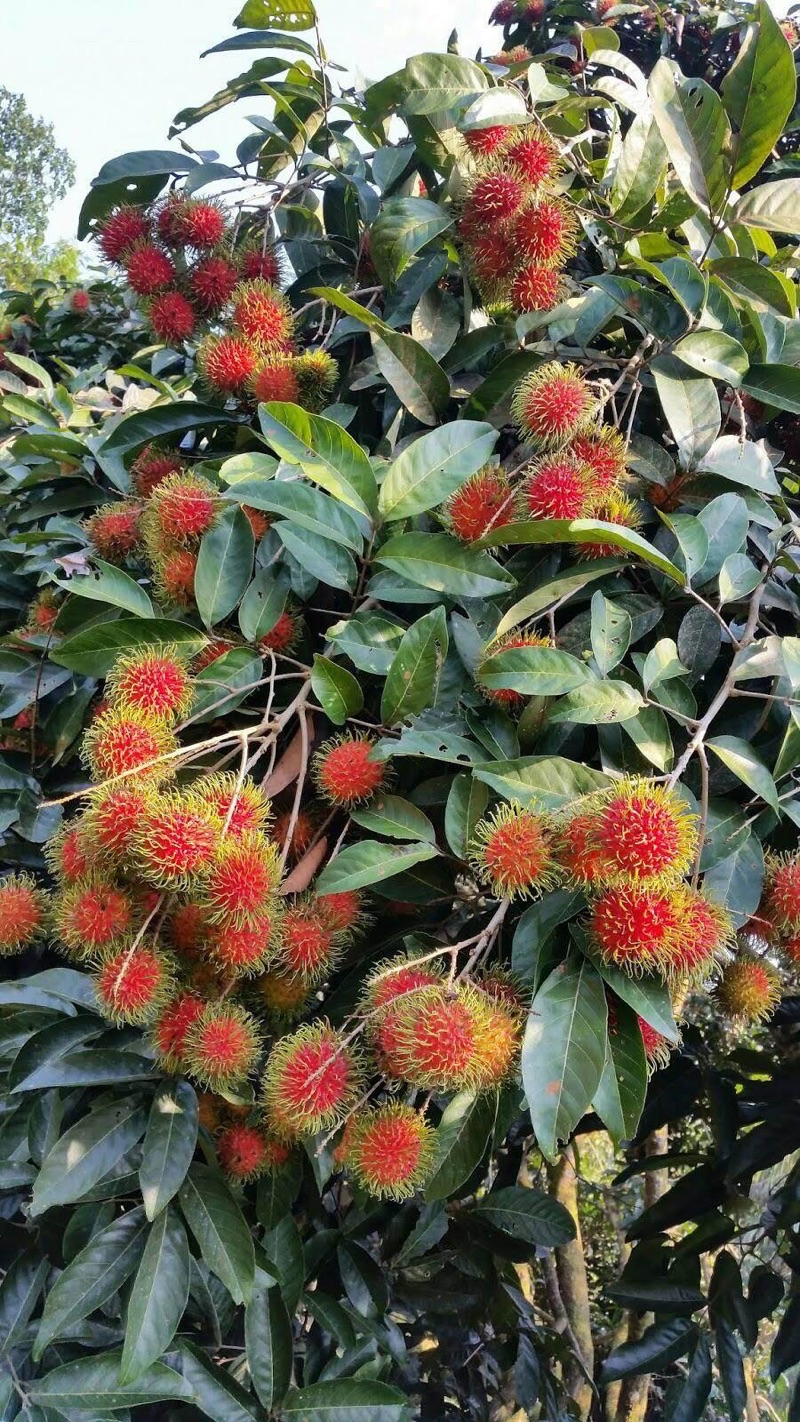 (GG real plant) anak Pokok rambutan jarum mas ^ cpt berbuah hybrid top ...