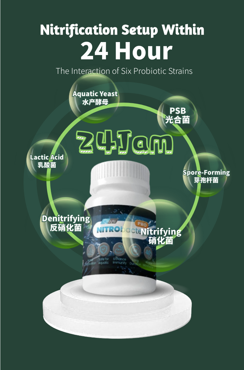 Qiuyu Nitrobacter Pro+ Concentrated Nitrobacteria/nitrifying 硝化菌 em菌 ...