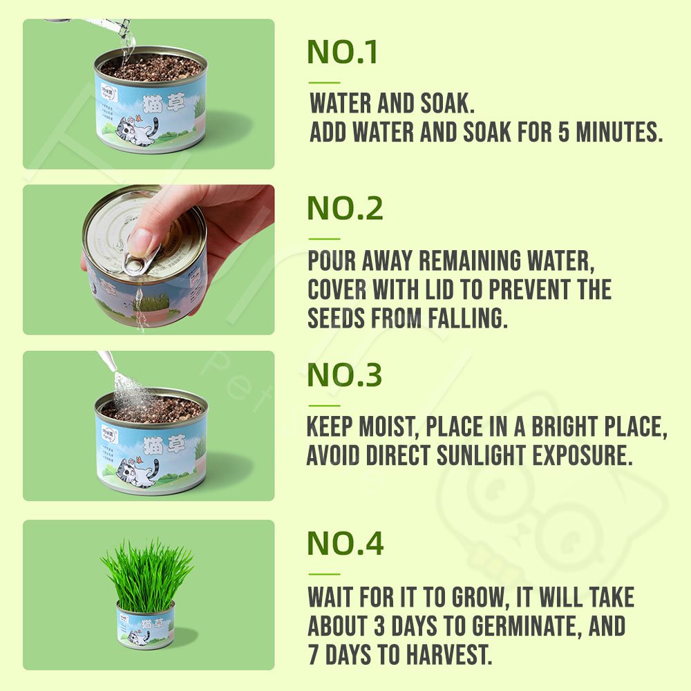 Furiri Lazy Cat Catnip Grass In Can Rumput Kucing Water And Grow Kit ...
