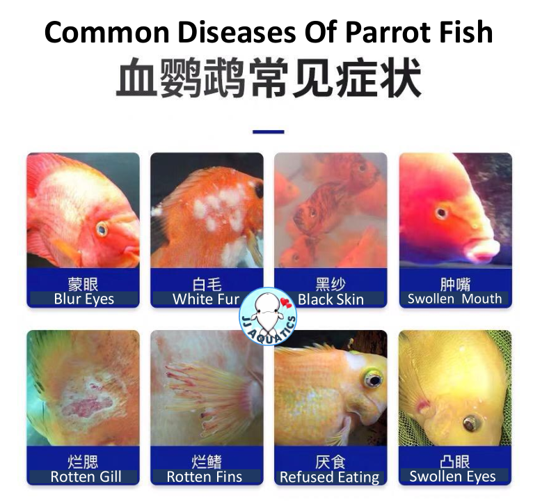 🔥Ready Stock🔥 YEE Parrot Fish Treatment Fish Parasites Diseases For ...