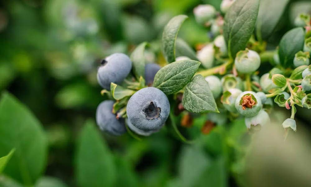 Pokok Blueberry Eureka H5 Sedang Berbuah | Shopee Malaysia