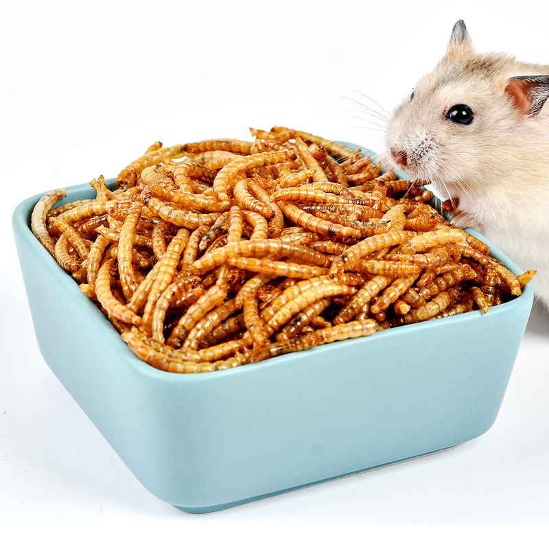 Hamster Nutrition Bread Worm 80g 面包虫 Hamster Snack Food Meal-worm ...