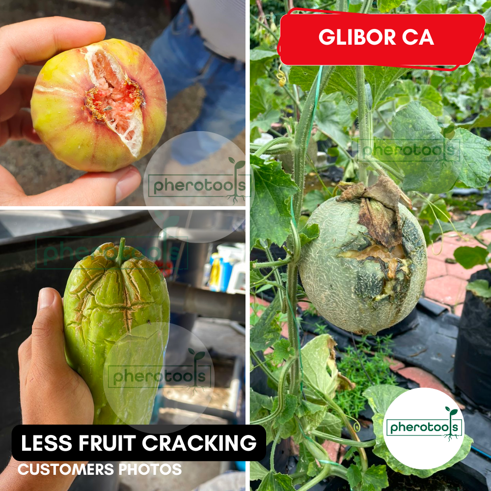 GLIBOR Ca 钙 硼 (Calcium Boron High Strength) Fertilizer Baja Foliar (1L ...