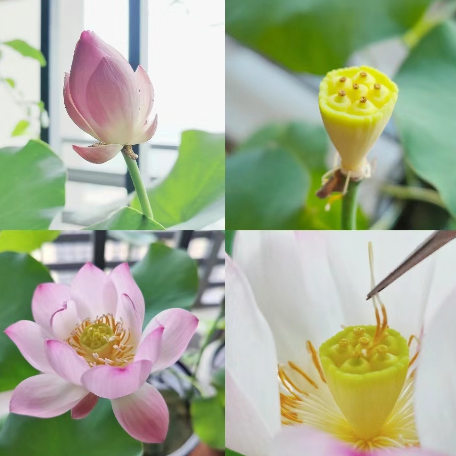 Biji Benih Bunga Teratai 5PCS Lotus Seeds Benih Teratai 莲花睡莲碗莲种子 Water ...