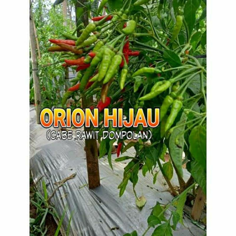 50 biji benih CILI PADI , CABAI MELAKA. CILI KAMPUNG, LADA BURUNG ...
