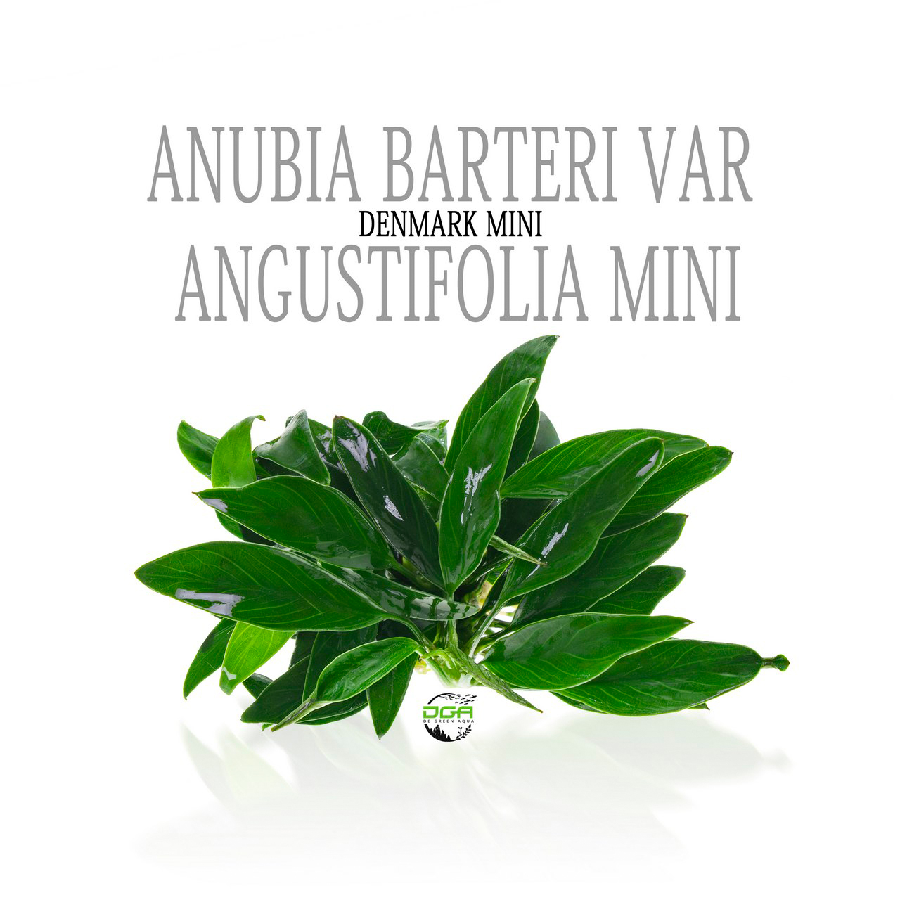 Aquatic PLants Anubias barteri var. angustifolia Denmark Mini（丹麦迷你小榕 ...