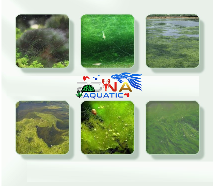 READY STOCK | FISH POND ALGAE REMOVAL POWDER | AQUARIUM FISH POND ...
