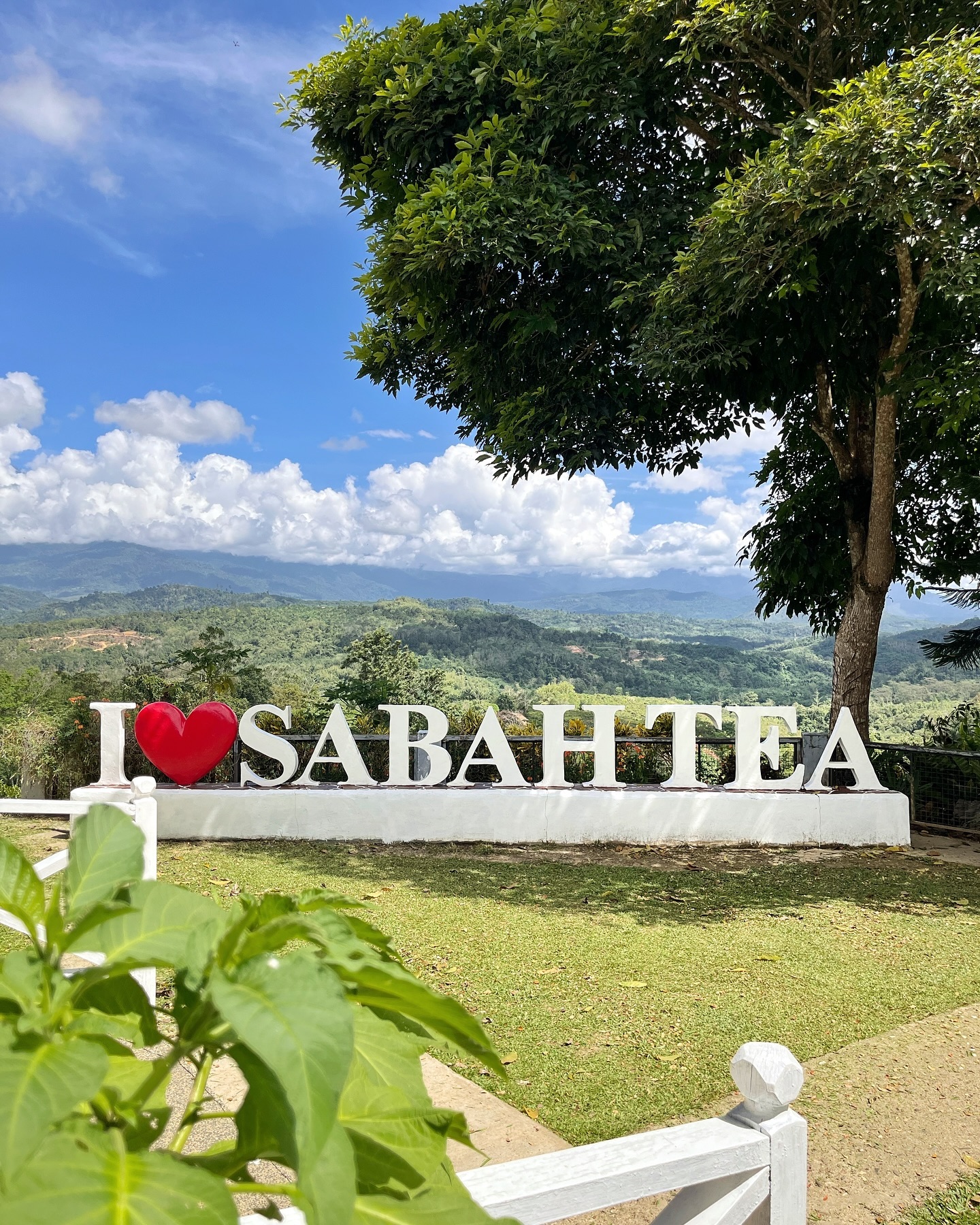 Sabah Teh Sabah Tea Fruit Teas Borneo Exotic Tea 15s Potbag 沙巴有机红茶水果茶 ...