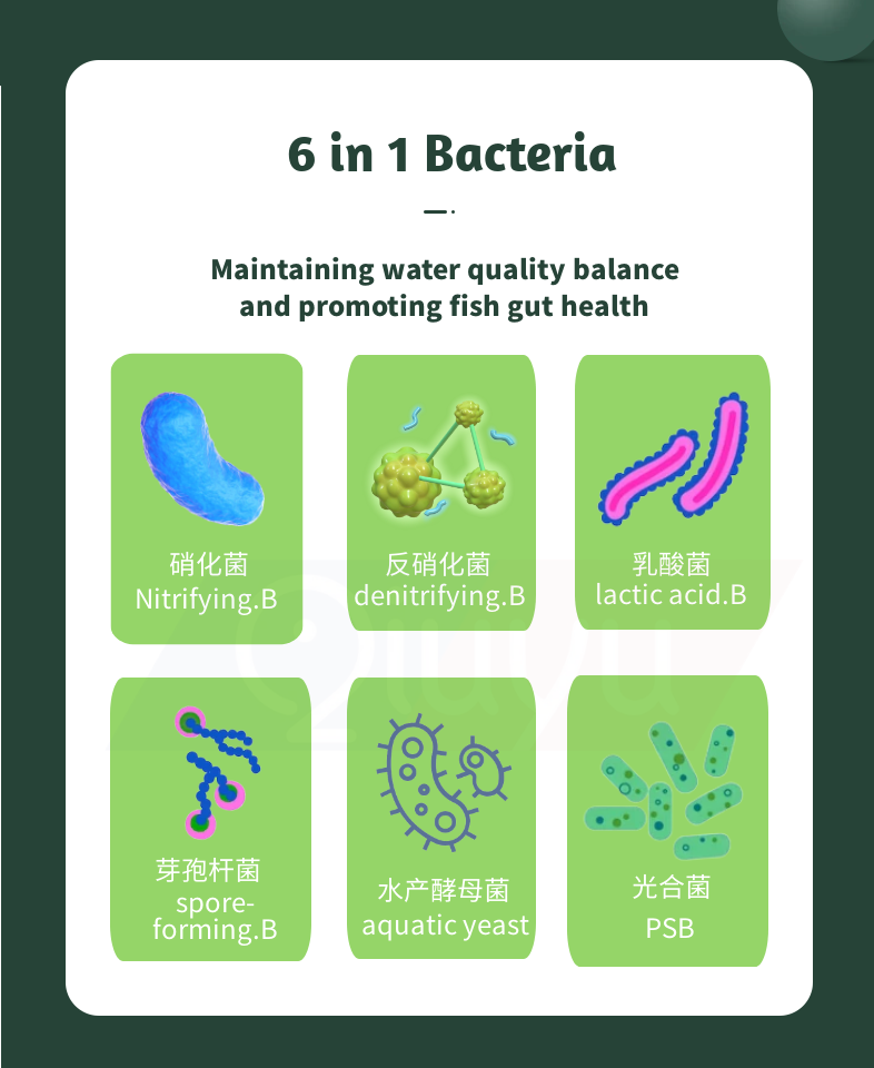 Qiuyu Nitrobacter Pro+ Concentrated Nitrobacteria/nitrifying 硝化菌 em菌 ...
