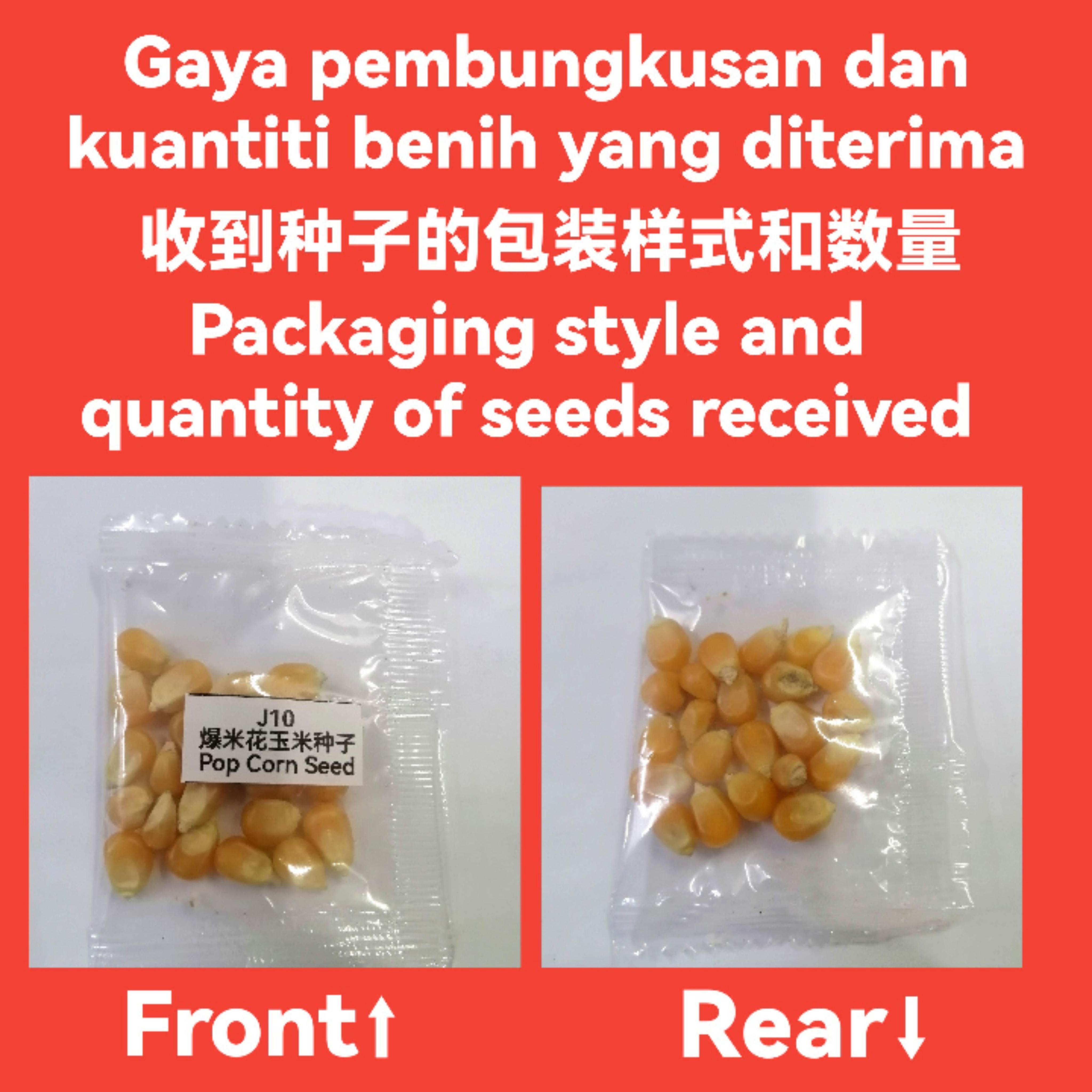 J10 Biji Benih Jagung Pop Corn (20+/- ) Pop Corn Seeds 爆米花玉米种子 Benih ...