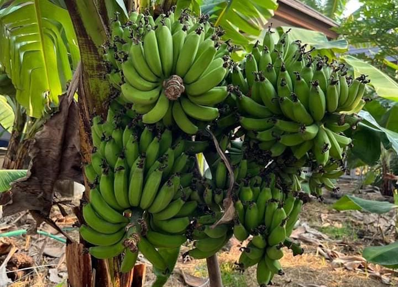 Sulur Pokok Pisang 'Double Mahoi’ (Musa Hybrid) | Shopee Malaysia