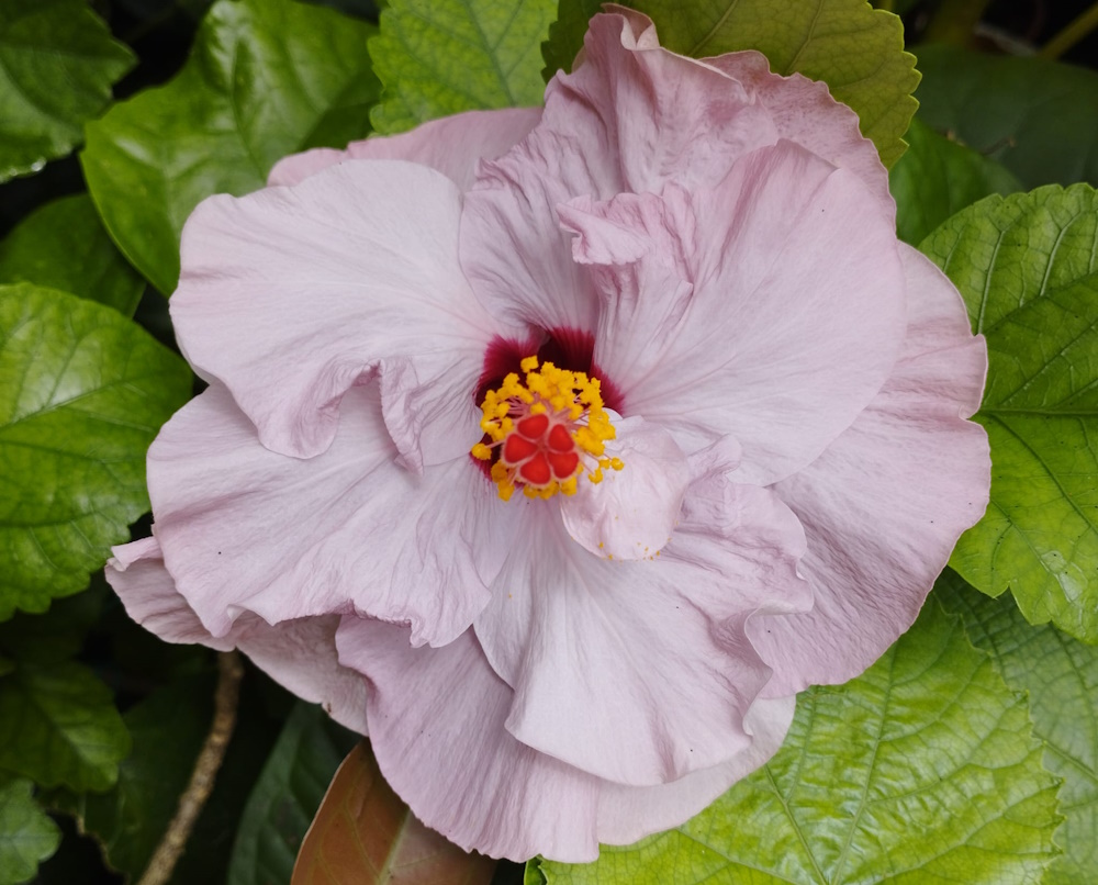Anak Pokok Bunga Raya Pelbagai Jenis Hawaii dan Holland Album 2 ...