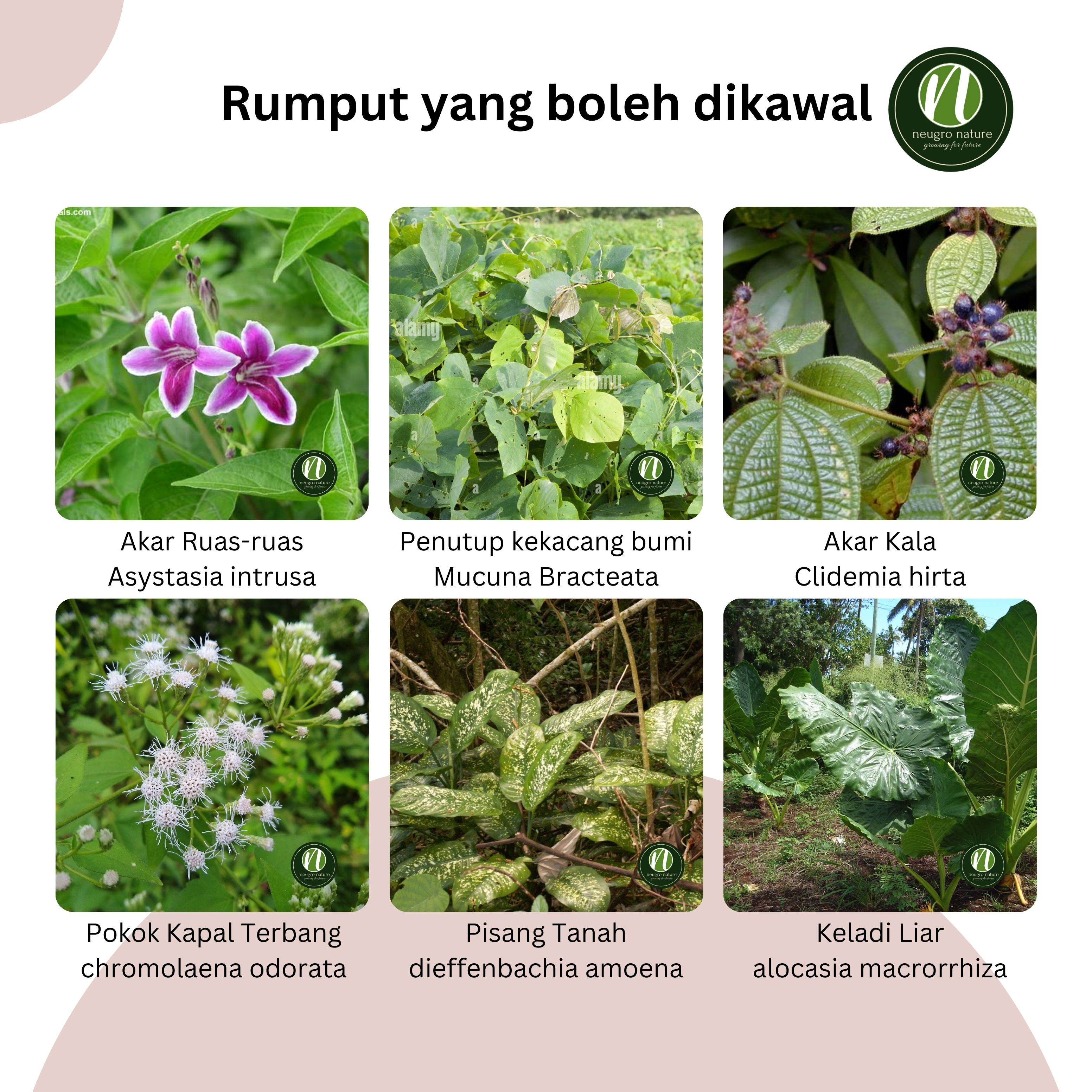 ALLY 20DF (250g) Racun Rumpai Rumput Kekacang Bumi Keladi Liar (Sama ...