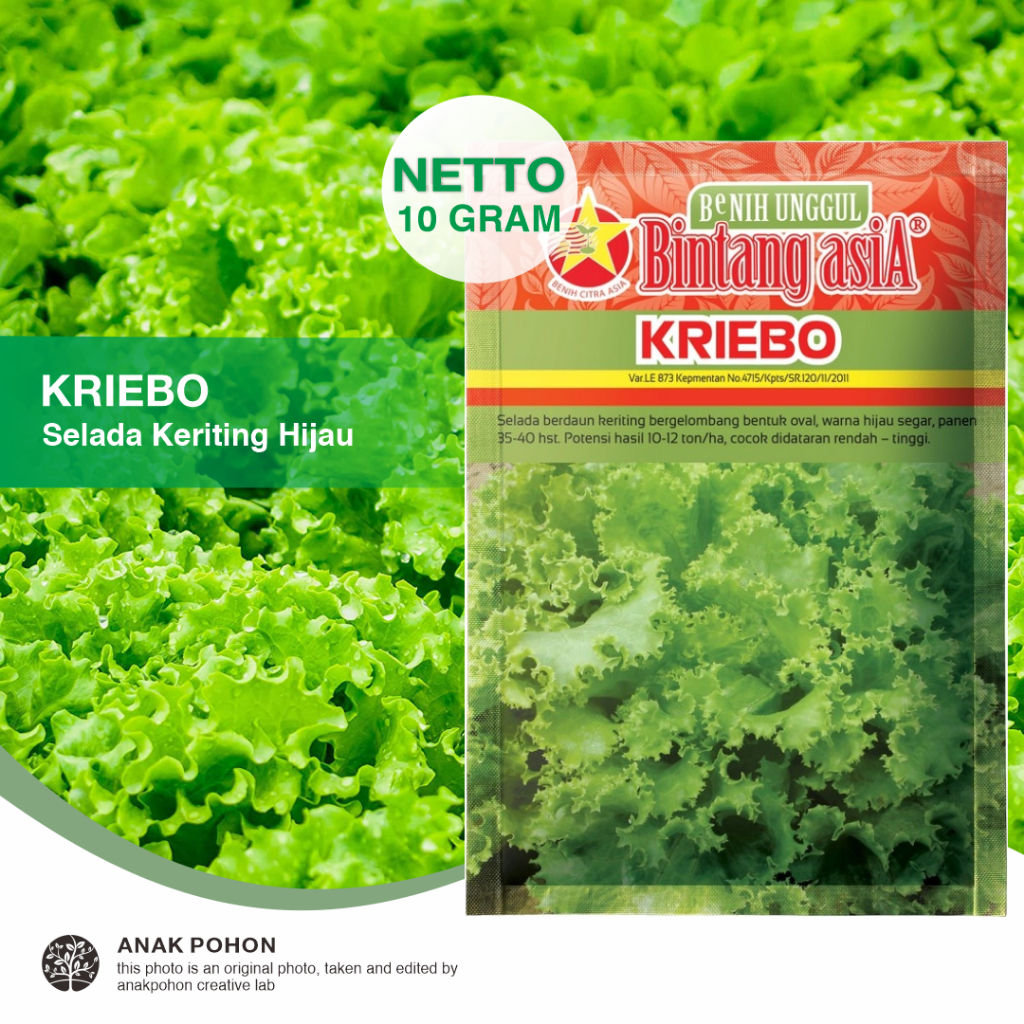 BINTANG ASIA - BENIH SALAD KERINTING PACK 10 GRAM CURLY LETTUCE SEED ...