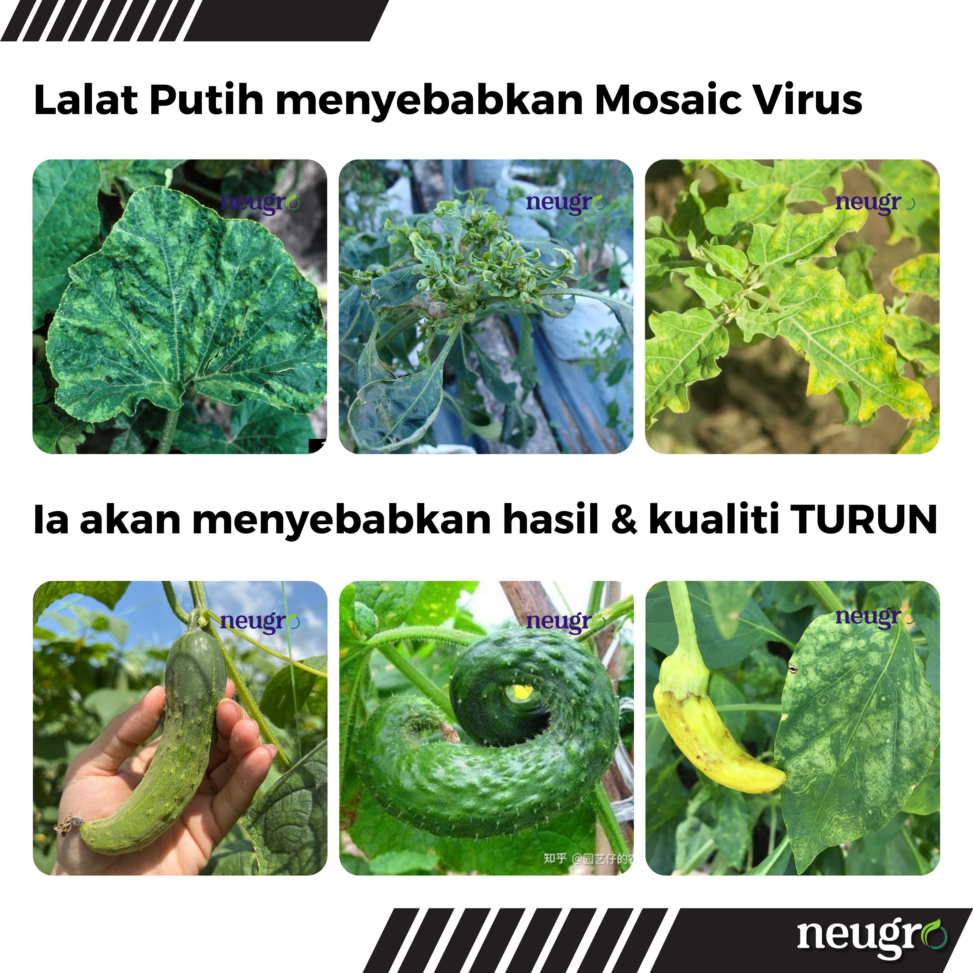 Formula Racun Serangga Untuk Mengawal Lalat Putih White Fly Control ...