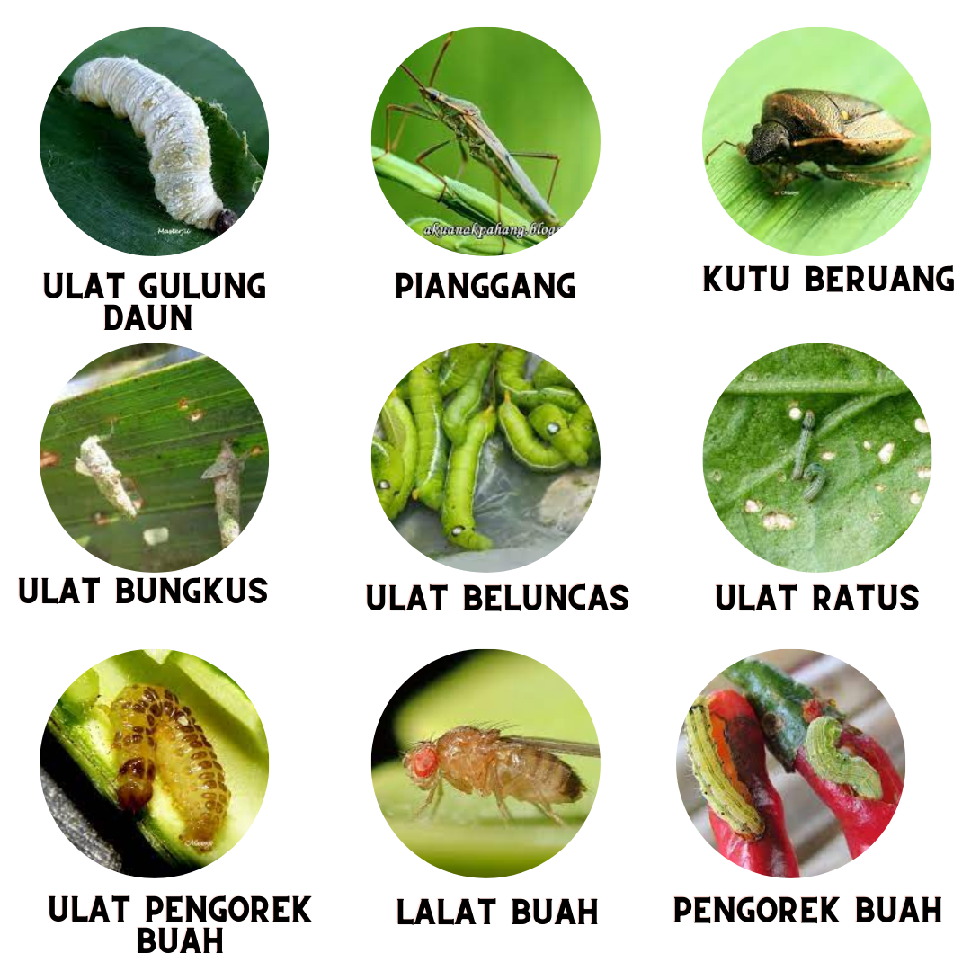 Racun Serangga Cypermethrin 25% Cyperlex kepinding nyamuk ulat bungkus ...