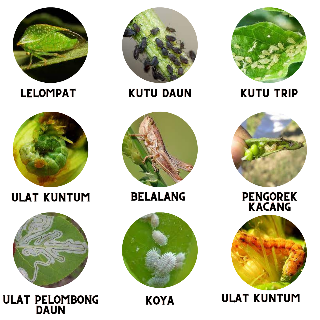 Racun Serangga Cypermethrin 25% Cyperlex kepinding nyamuk ulat bungkus ...