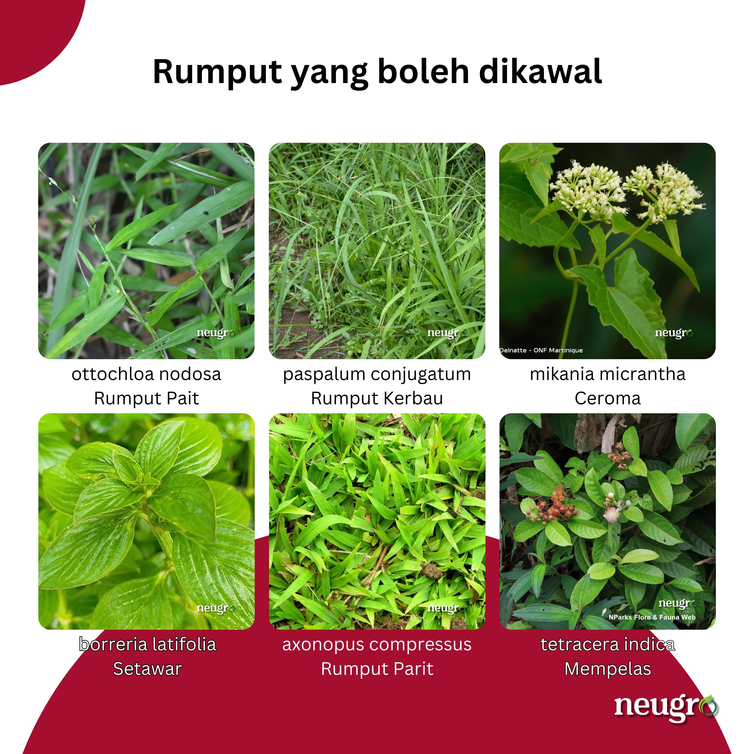 Sodium Chlorate 99% (1kg) Herbicide Racun Rumpai Untuk Pelbagai Rumput ...