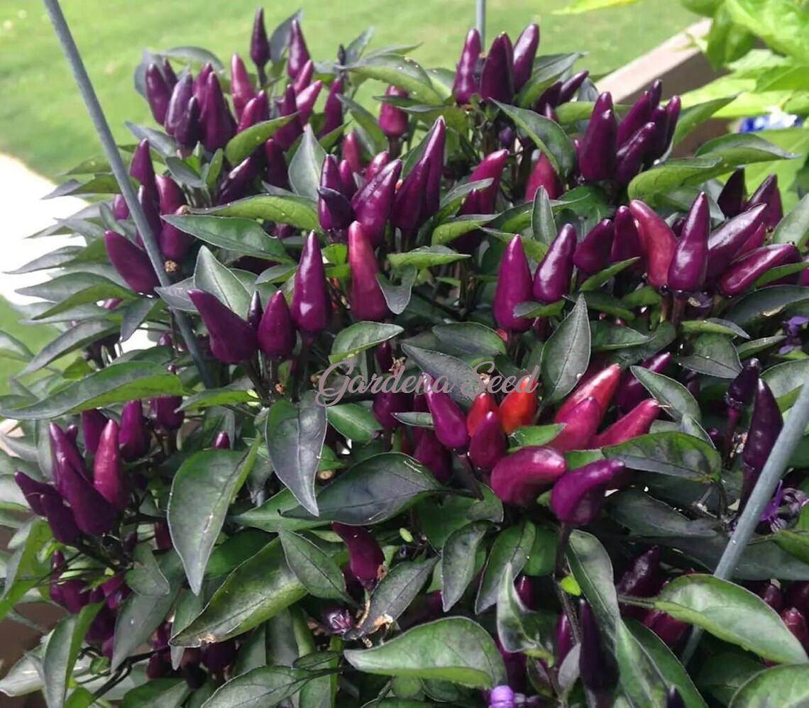 BIJI BENIH CILI PURPLE RENEK JAMBAK DWARF MOLLY CLUSTER PURPLE PEPPER ...