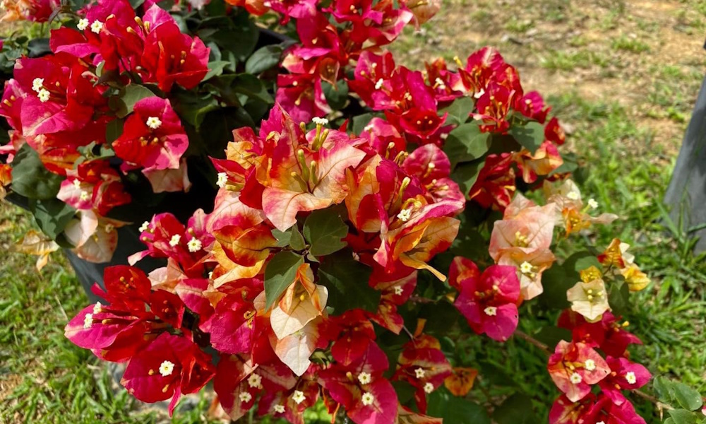Anak Pokok Bunga Kertas/Bougainvillea Chitra/Citra Pelbagai Jenis ...