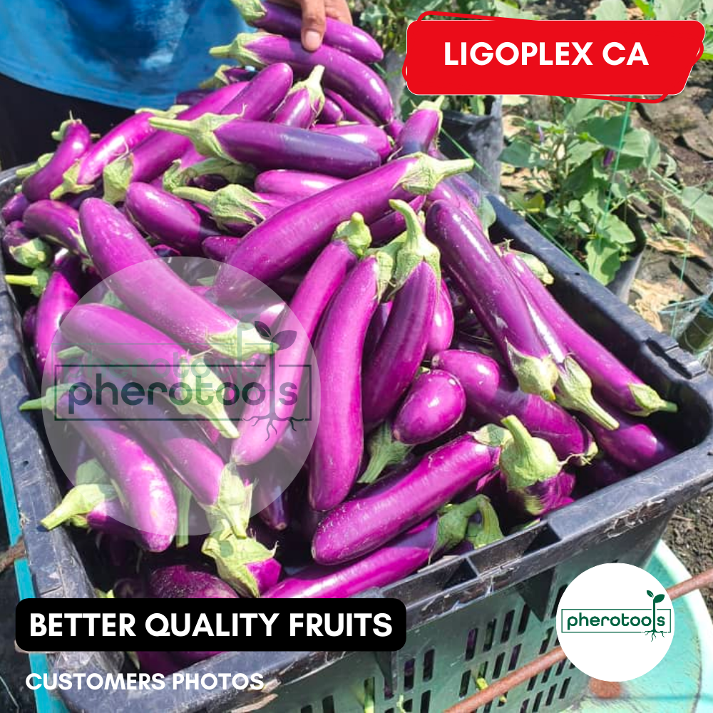 Biolchim 5L LIGOPLEX® Ca Calcium complexed by ammonium ligninsulphonate ...