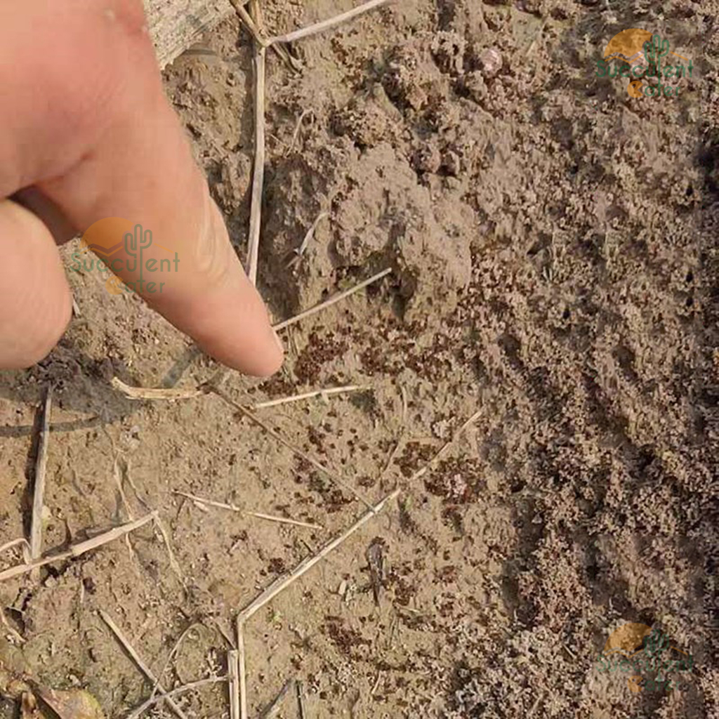 Red Fire Ant Insect Bait Ubat Racun Semut Api Merah 红蚁红火蚁杀饵剂 | Shopee ...