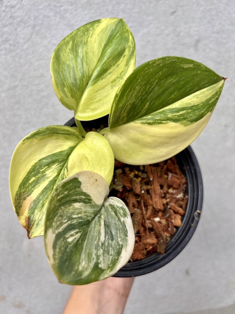‼️Rare items ‼️ scindapsus Rubicon variegated (Only West Malaysia ...