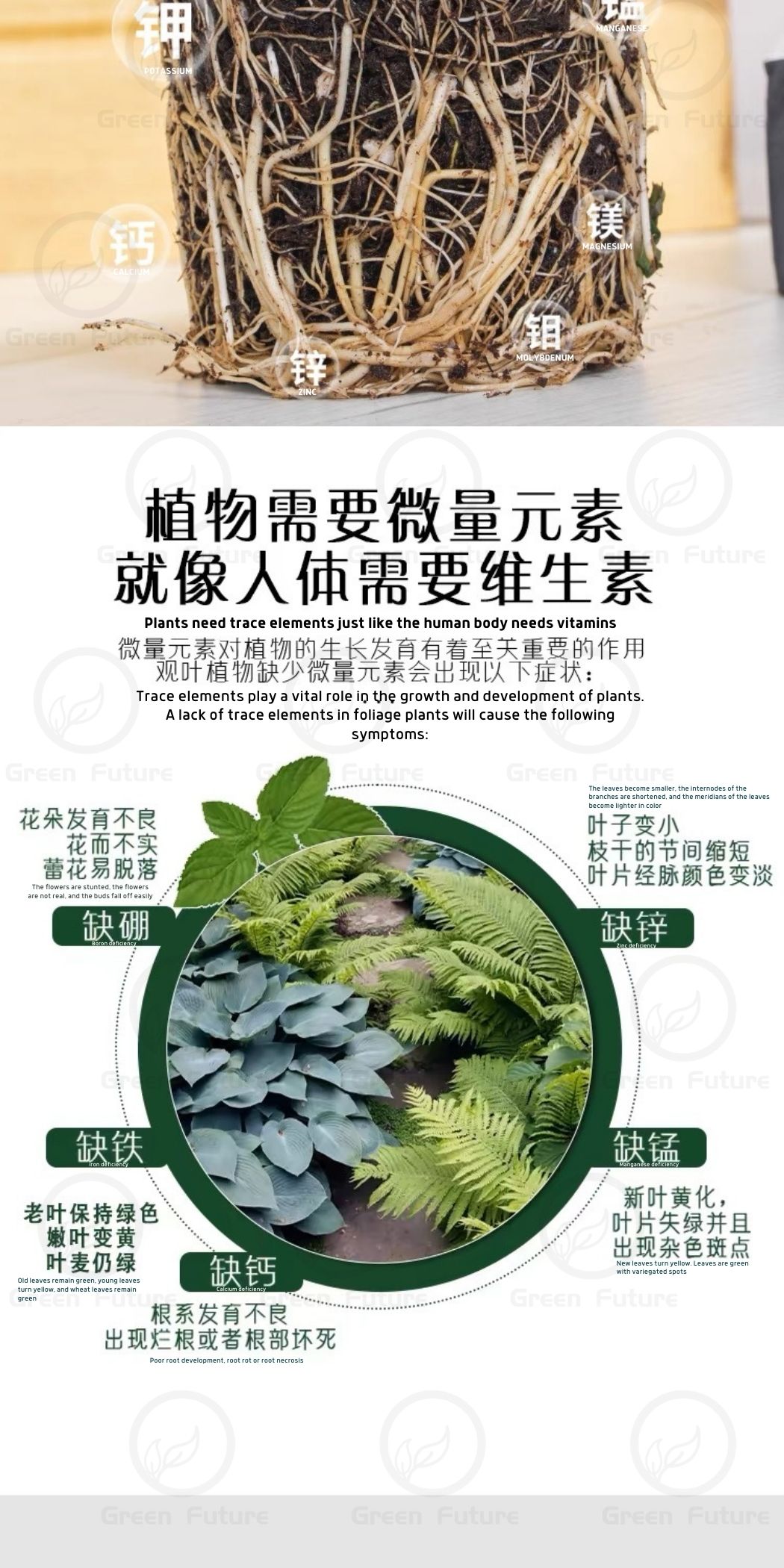 Plant Rooting Powder 植物生根粉 rooting root pertumbuhan akar powder hormon ...