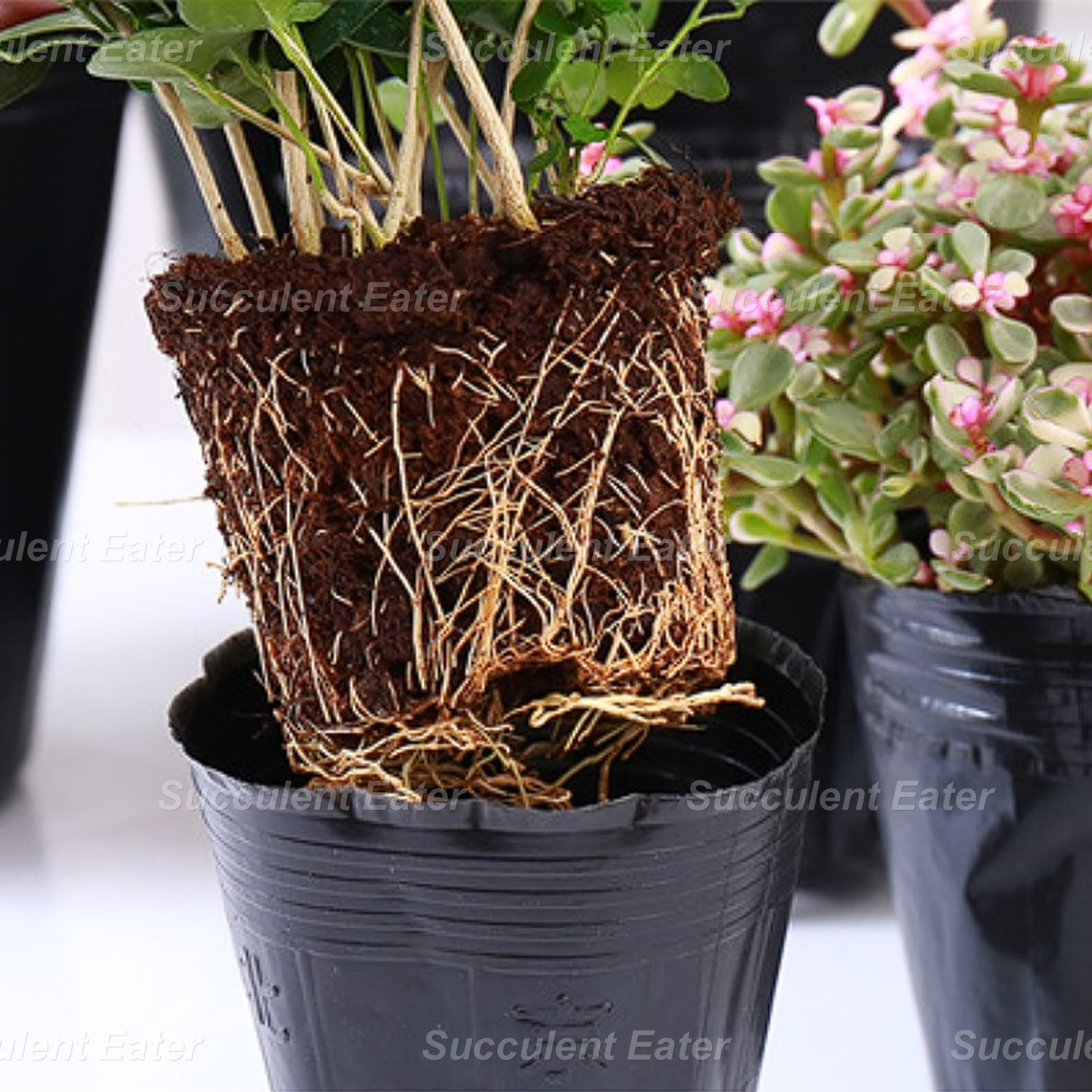 Polycup Plastic Flower Pot Plant Nursery Disposable Pasu Bunga Polybag ...