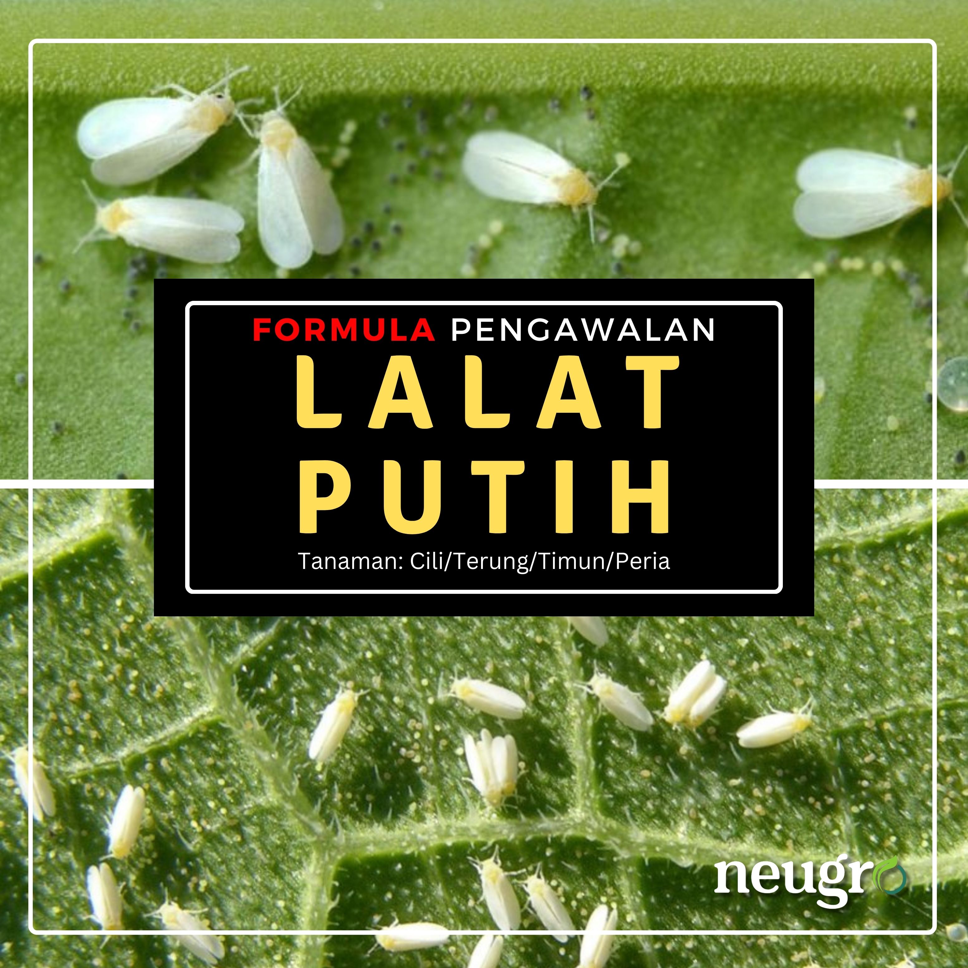 Formula Racun Serangga Untuk Mengawal Lalat Putih White Fly Control ...