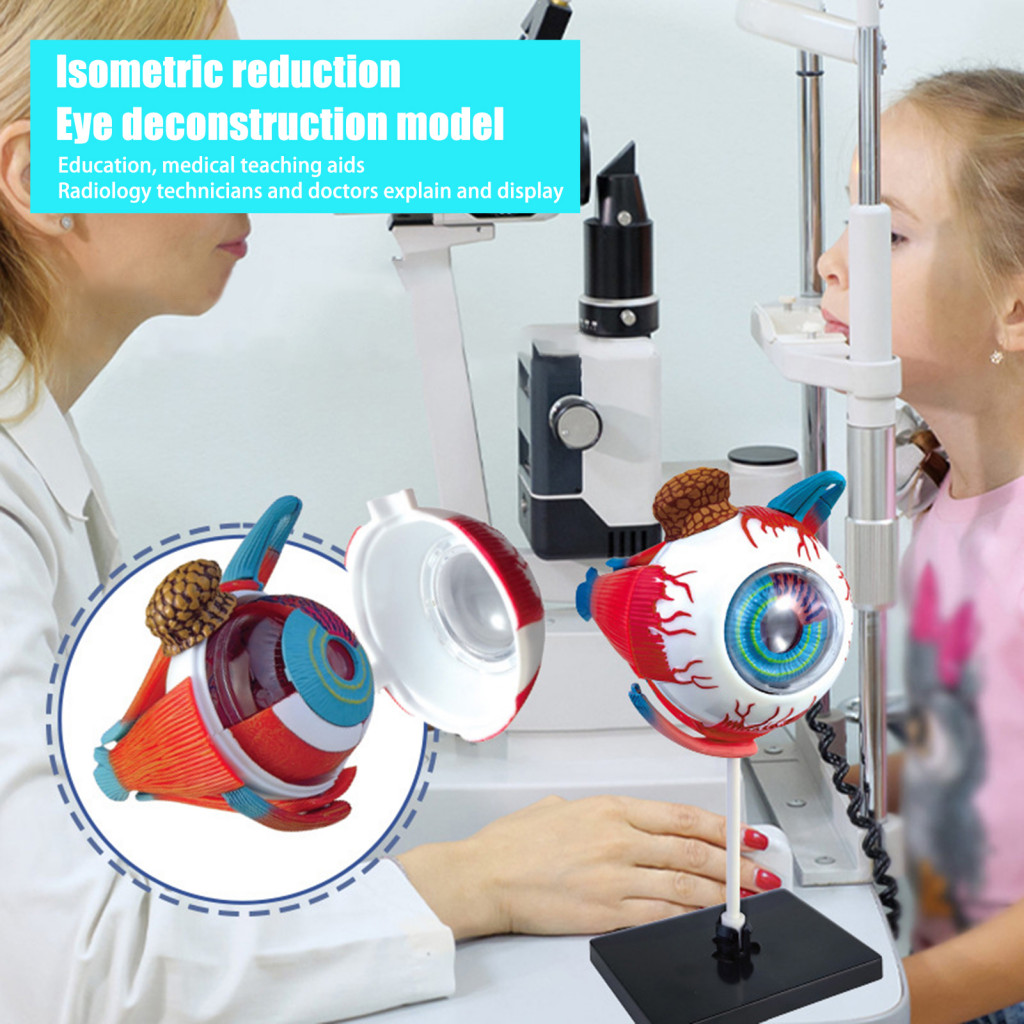 Human Eyeball Model Detachable Accurate Eyes Ball Display Ophthalmology ...