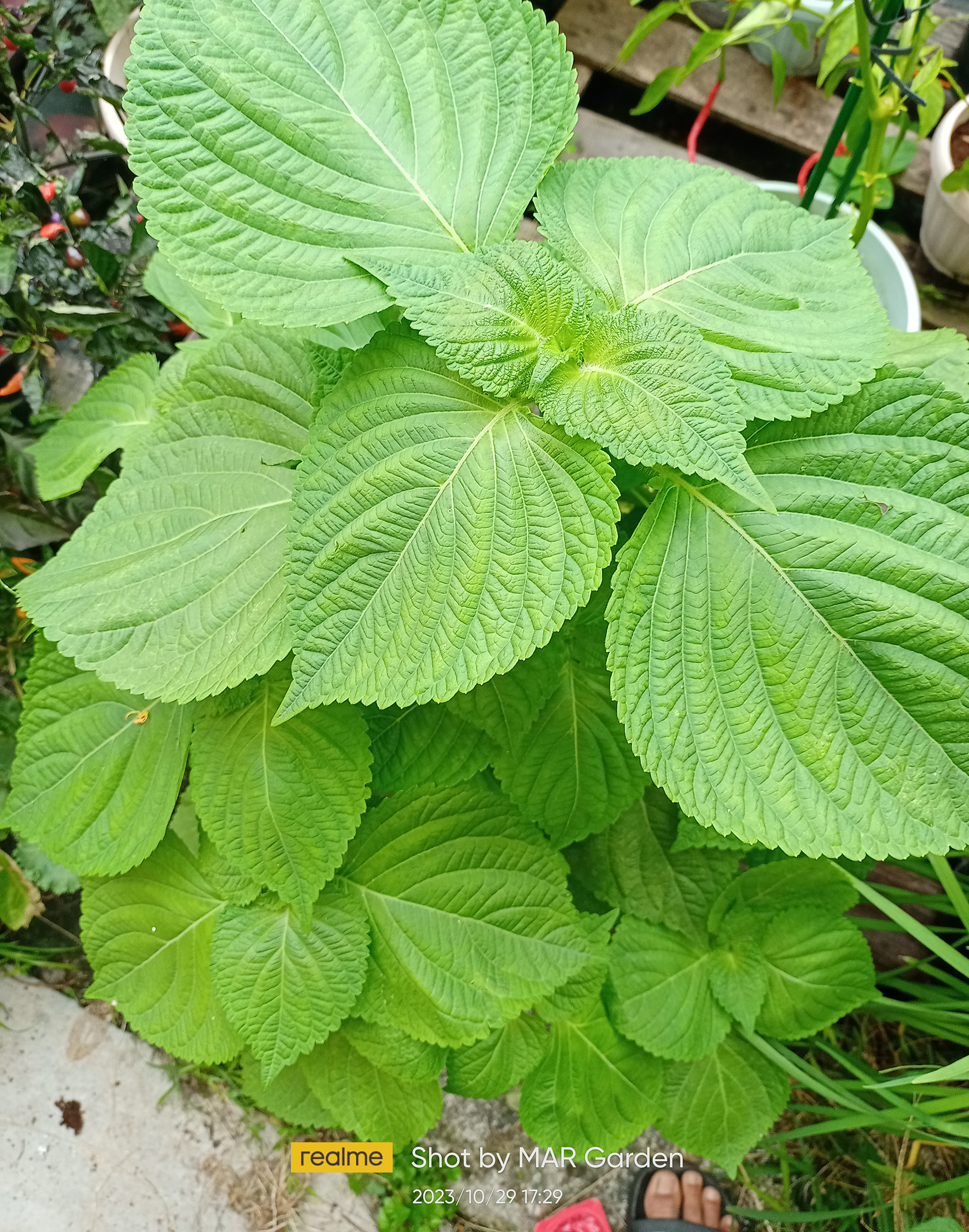 200 - 500 BIJI BENIH PERILLA GREEN SHISO,SESAME.NORTHEN WILD JAPANESE ...