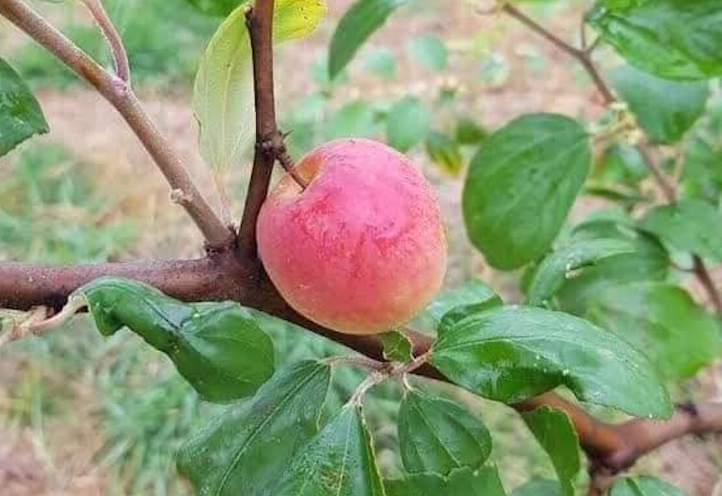 Anak Pokok Bidara Merah Indian Red Jujube Apple Ber | Shopee Malaysia