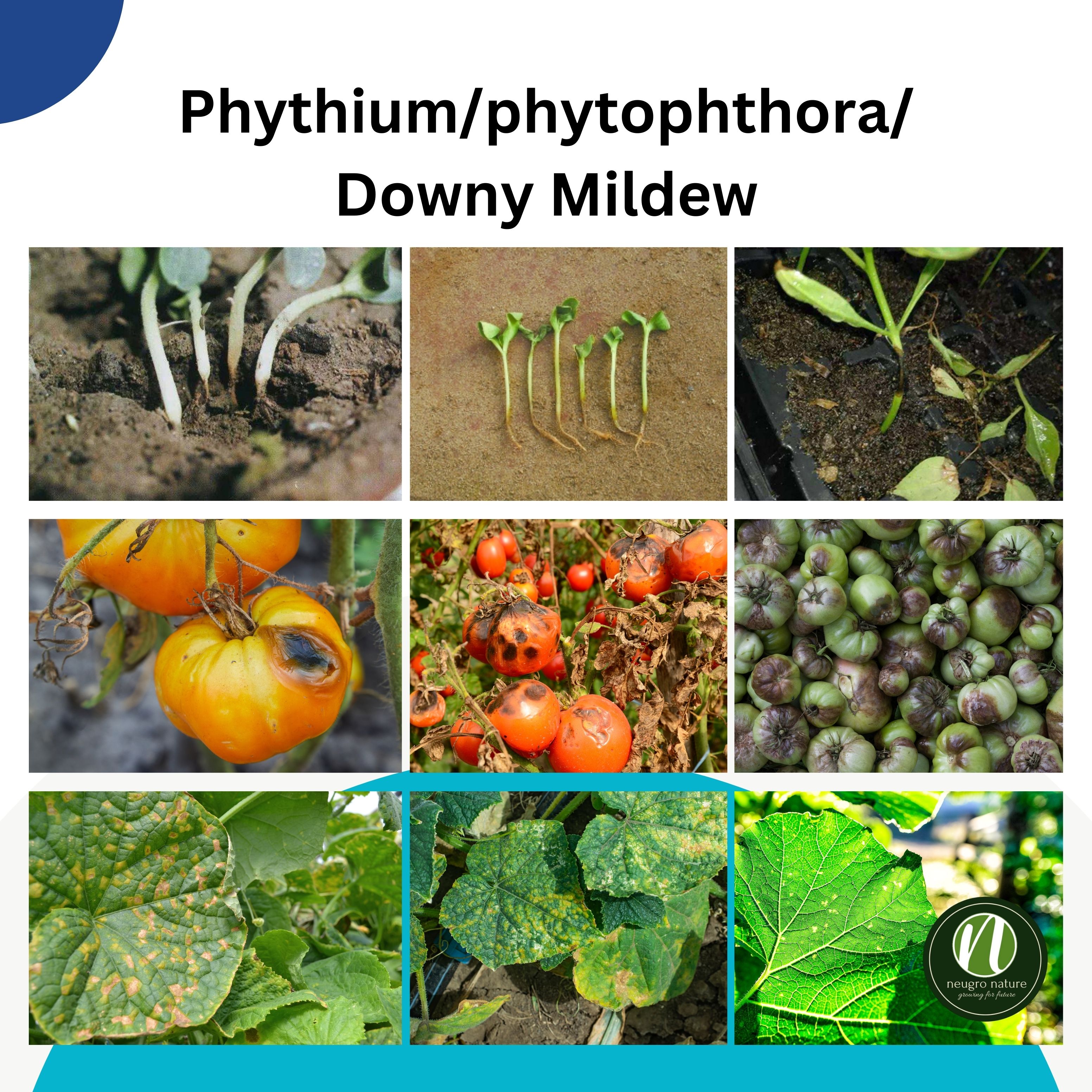 Bayer PREVICUR 840 (1L) Fungicide - Racun Kulat Mengawal Lecuh Anak ...