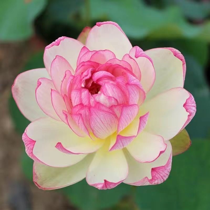 5 Biji Benih Teratai Lotus Seeds Bowl Lotus Mini Water Lily Garden ...