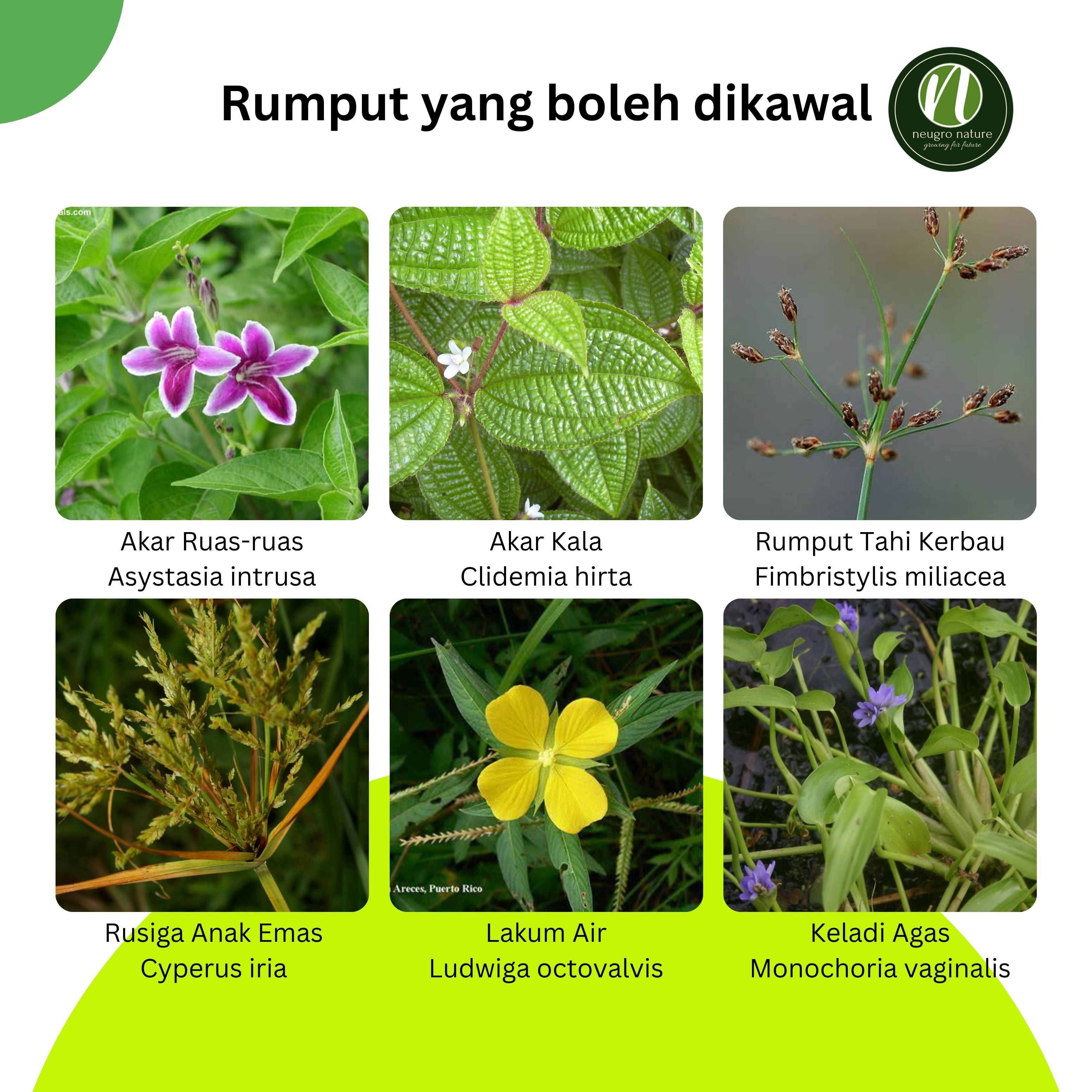 Winter 32.1EC 250ml Herbicide - Racun Rumpai Anak Liar Sawit/ Rumpai ...