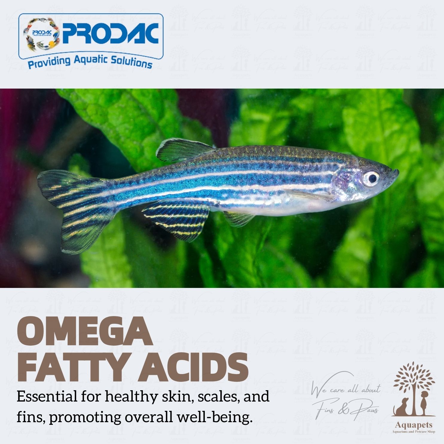 PRODAC Tropical Fish Flakes 250mL (50g) Tropical Fish Food Makana Ikan ...