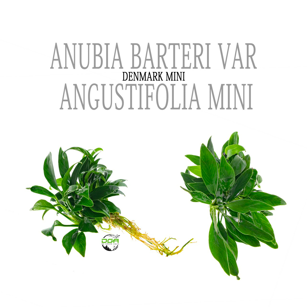 Aquatic PLants Anubias barteri var. angustifolia Denmark Mini（丹麦迷你小榕 ...