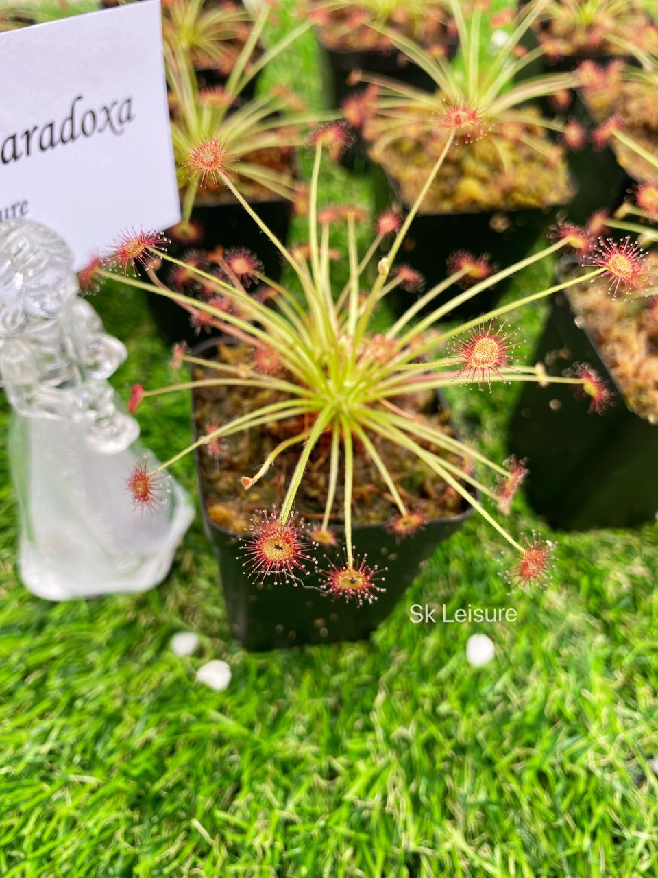 Drosera Paradoxa / Sundews - Live Carnivorous Plants 孔雀茅膏菜 >Malaysia ...