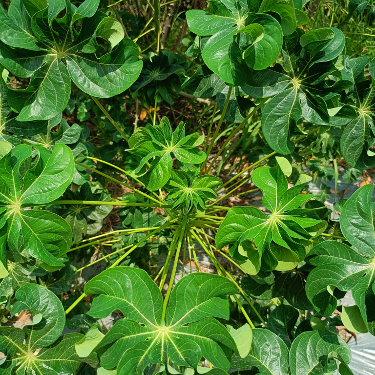 LIMITEDSTOCK 15 Keratan Ubi Kayu Kerinting/Manihot Esculenta Cassava ...