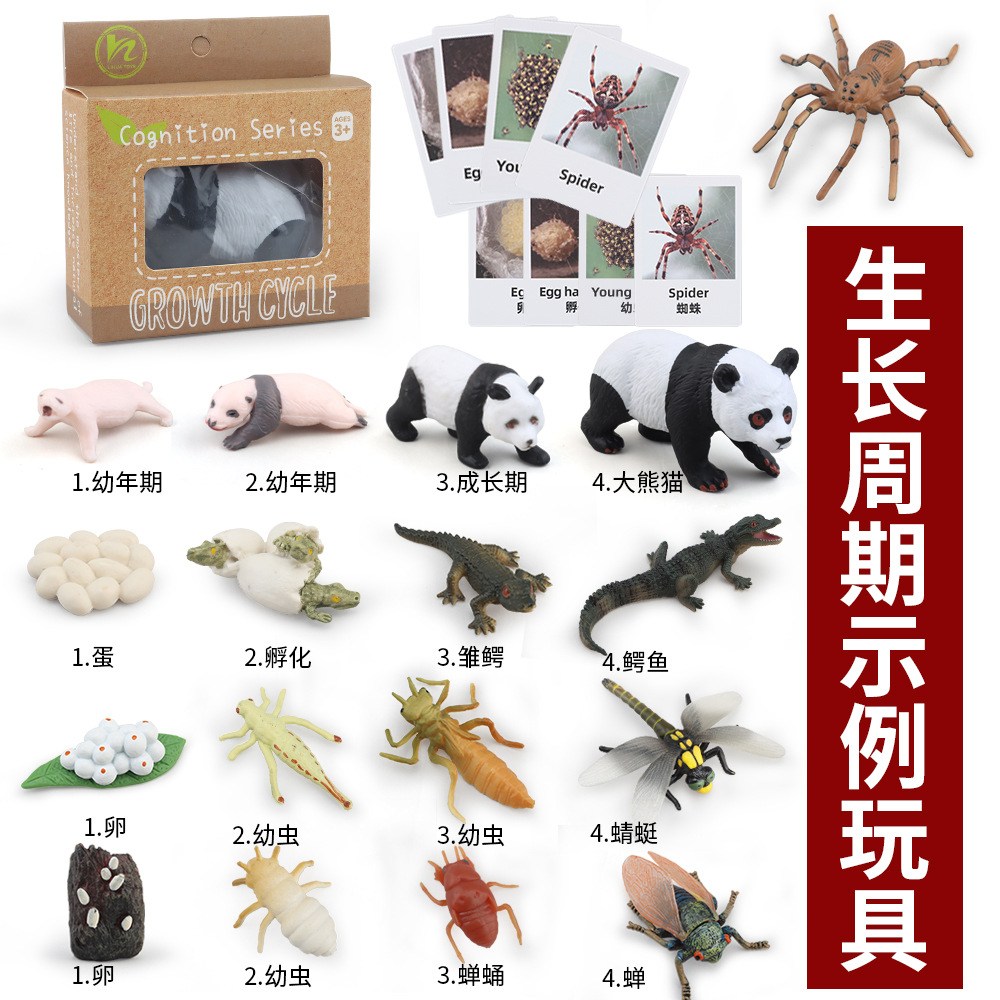 Growth Cycle Plastic Model Life Cycle Frog Butterfly Animal Toy玩具模型青蛙海龟 ...