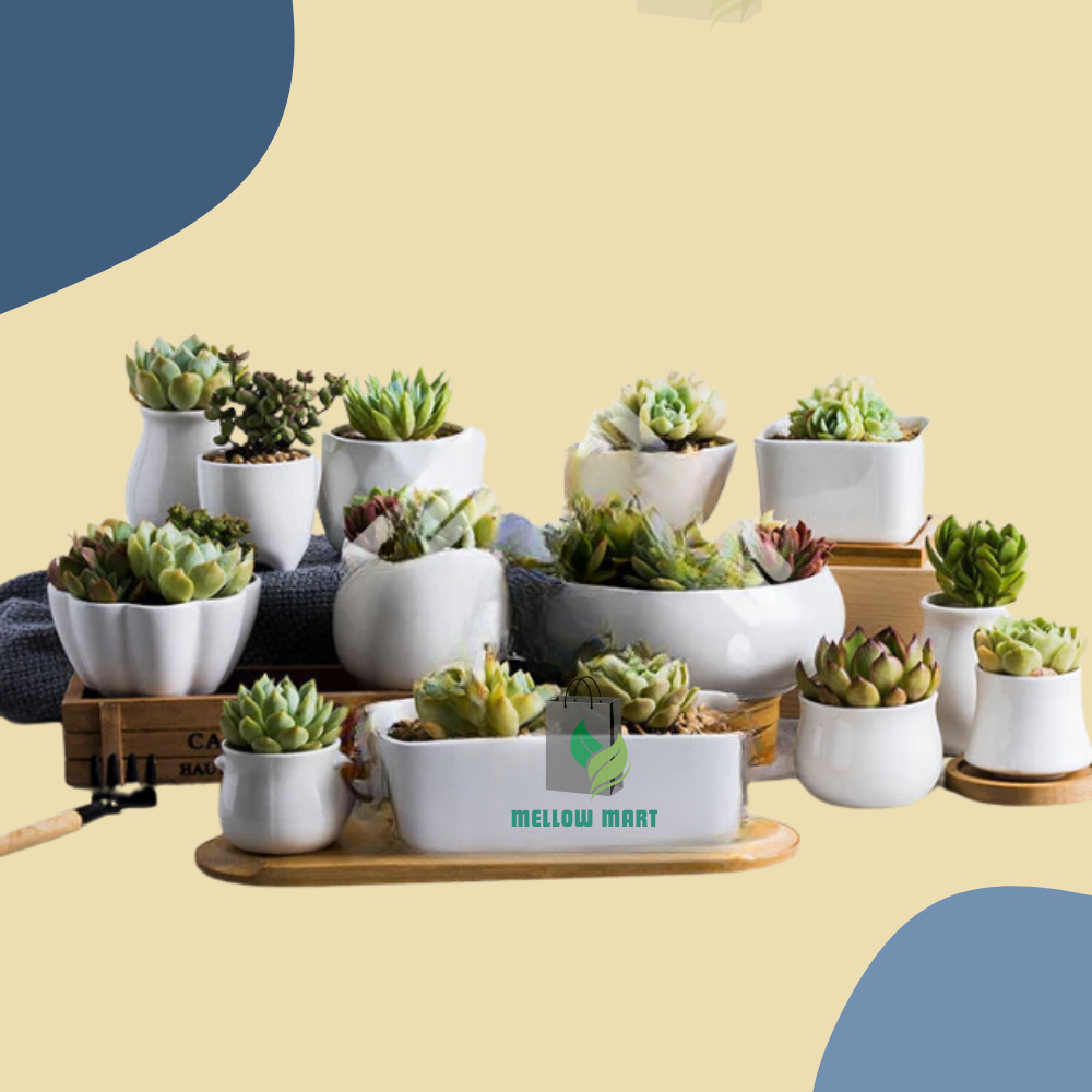 MELLOWMART [MINI] White Ceramic Succulent Cactus Plant Flower Pot Home ...
